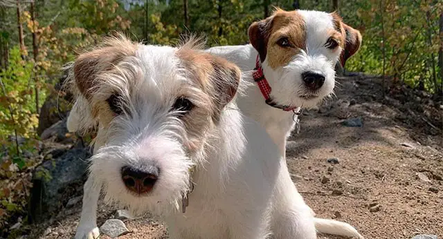 10 Fun Facts About Parson Russell Terriers - ilovedogscute.com