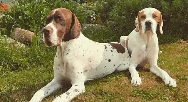 10 Fun Facts About Pointers - ilovedogscute.com