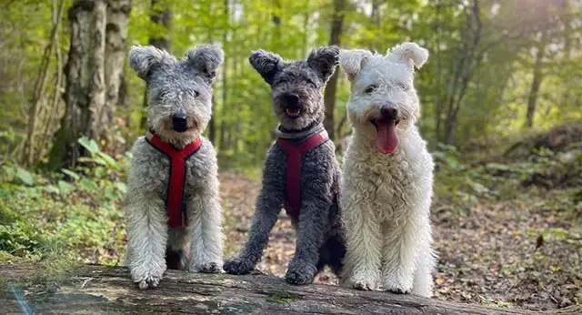 10 Fun Facts About Pumis - ilovedogscute.com