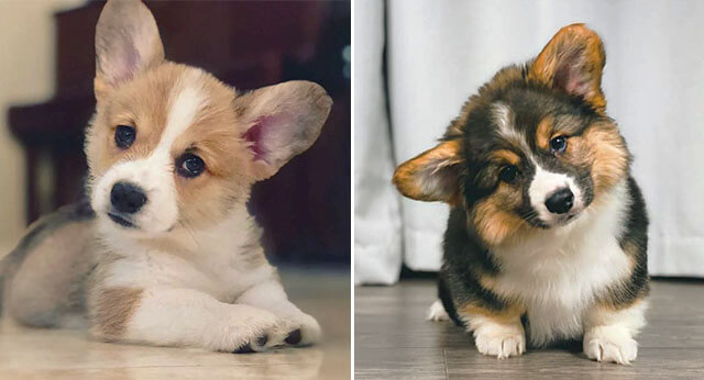 15 Adorable Pictures Of Corgi Head Tilt - ilovedogscute.com