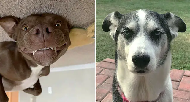 15 Funny Pictures of Dog Facial Expressions - ilovedogscute.com
