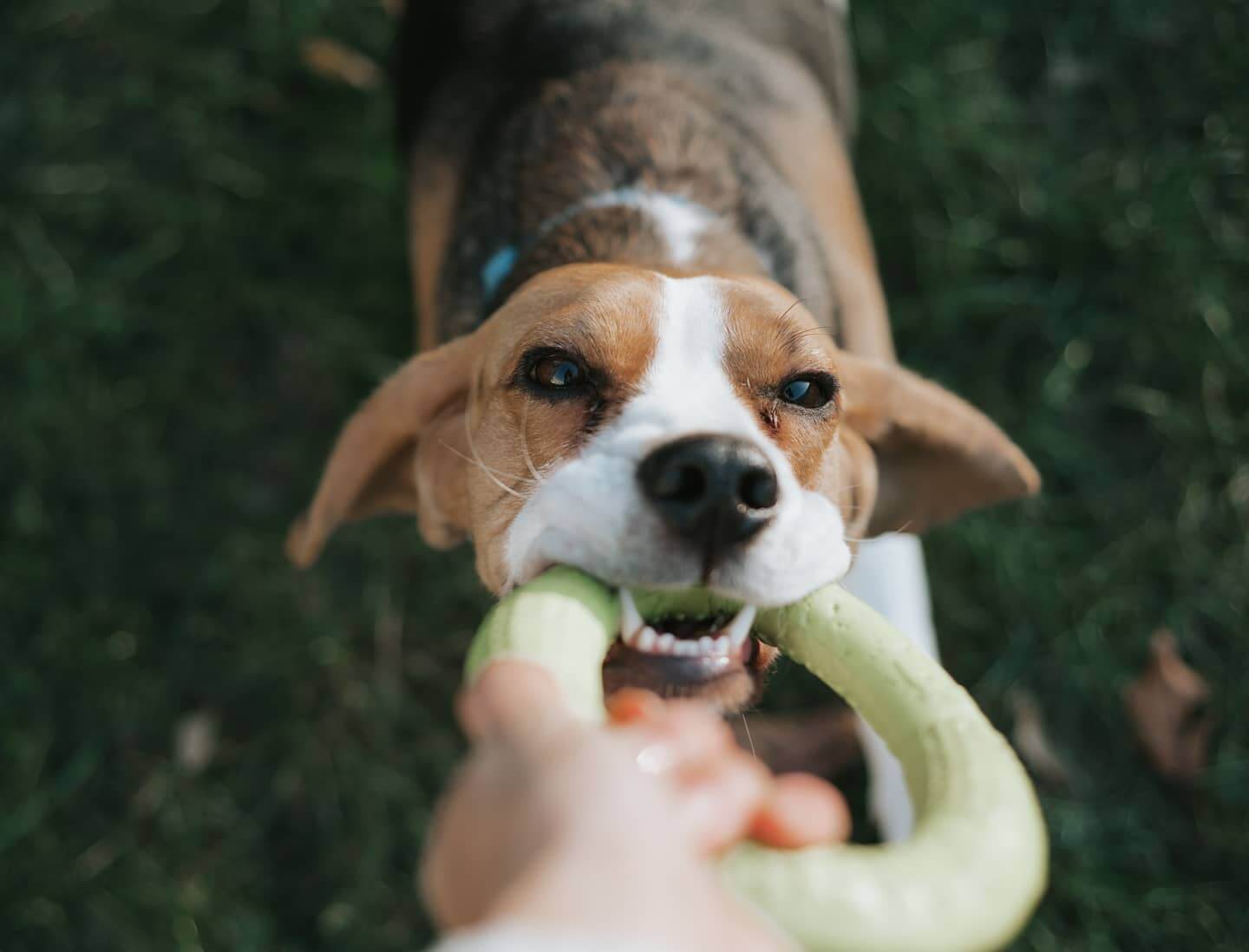 15 Funny Pictures Of Beagle Teefs - ilovedogscute.com