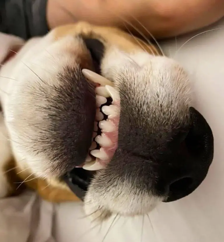 15 Funny Pictures Of Beagle Teefs - ilovedogscute.com
