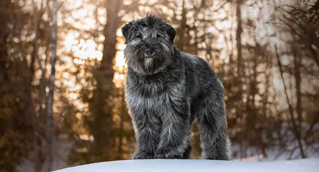 Can Dogs Get Frostbite? Understanding Risks and Prevention ...