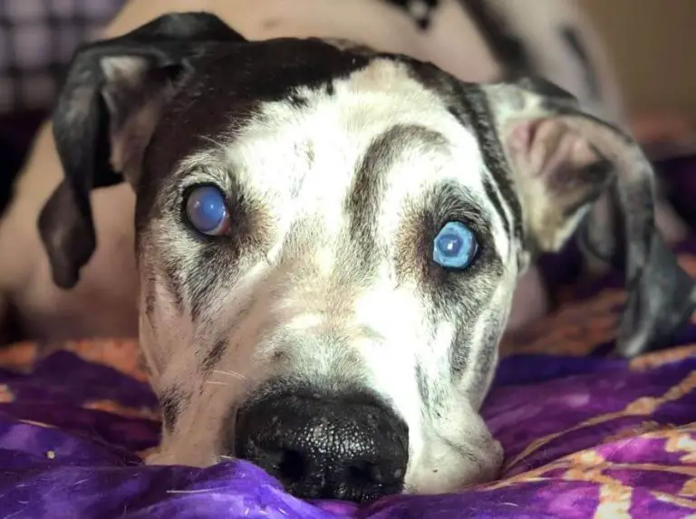 Cloudy Eyes in Dogs: Causes, Symptoms, and When to Seek Help ...