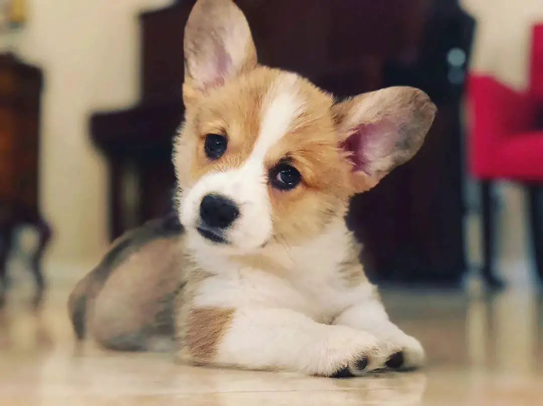 15 Adorable Pictures Of Corgi Head Tilt - ilovedogscute.com