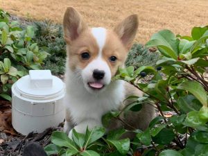 15 Funny Pictures Of Corgis With Their Tongues Out - ilovedogscute.com