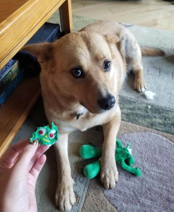 15 Funny Pictures of Dog Facial Expressions - ilovedogscute.com