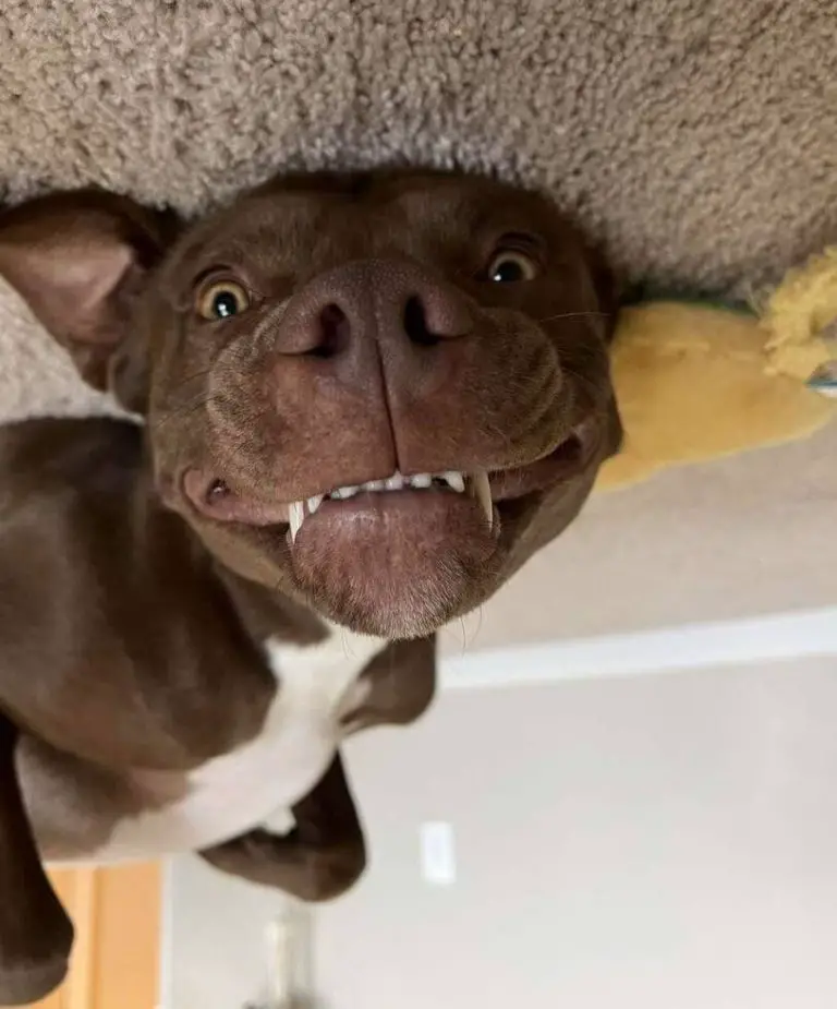 15 Funny Pictures of Dog Facial Expressions - ilovedogscute.com