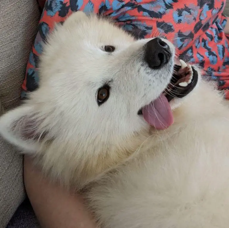 15 Funny Pictures of Dog Facial Expressions - ilovedogscute.com