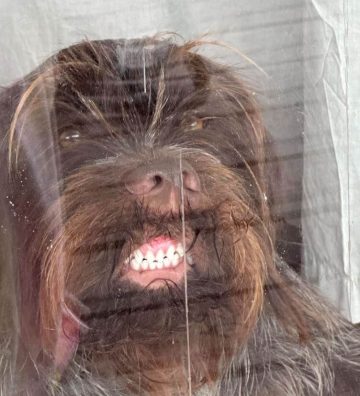 15 Funny Pictures of Dog Facial Expressions - ilovedogscute.com