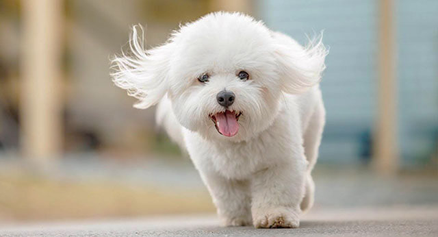 Essential Canine Nutrition: 7 Vital Vitamins for Your Dog's Optimal ...