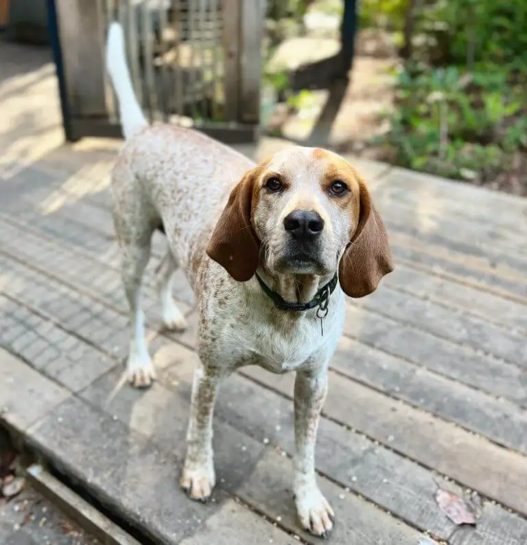 10 Fun Facts About American English Coonhounds - ilovedogscute.com