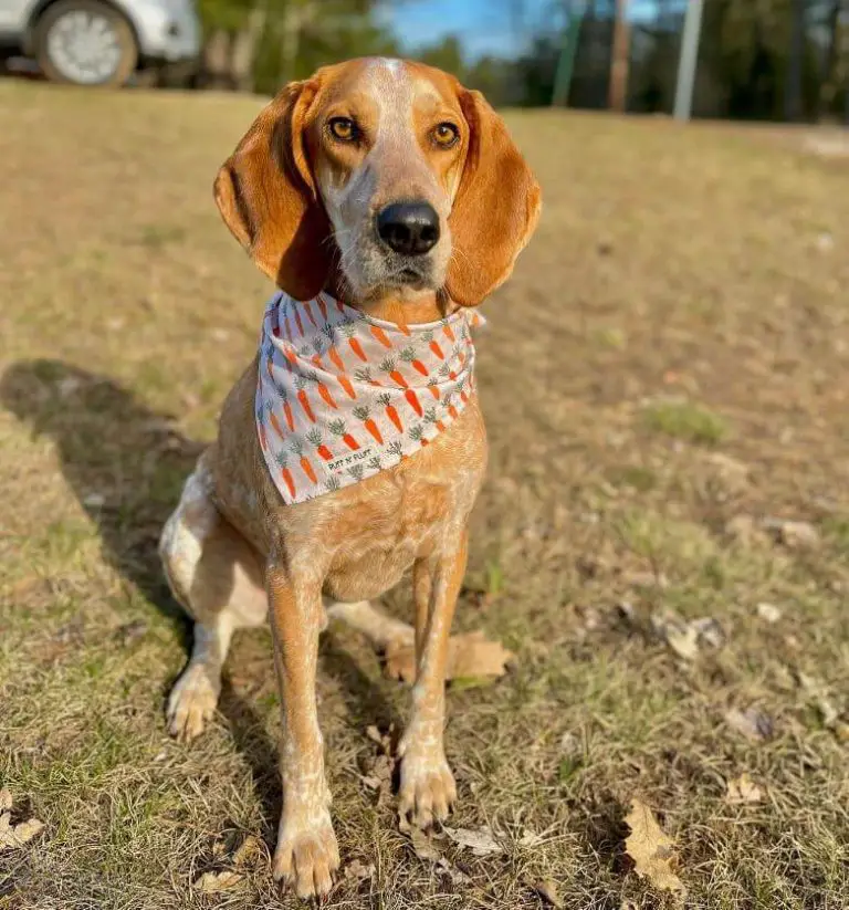 10 Fun Facts About American English Coonhounds - ilovedogscute.com