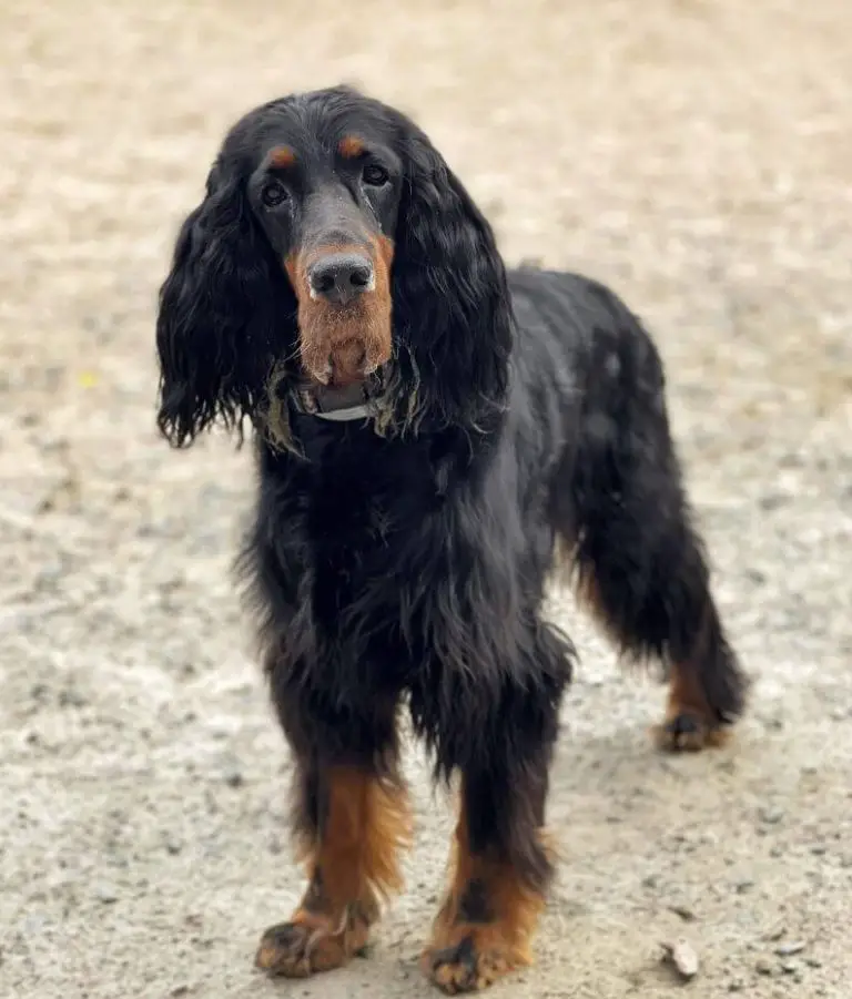 10 Fun Facts About Gordon Setters - ilovedogscute.com