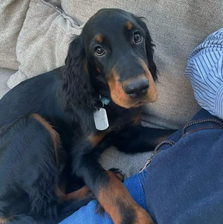 10 Fun Facts About Gordon Setters - ilovedogscute.com