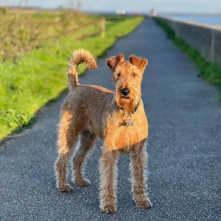 10 Fun Facts About Irish Terriers - ilovedogscute.com