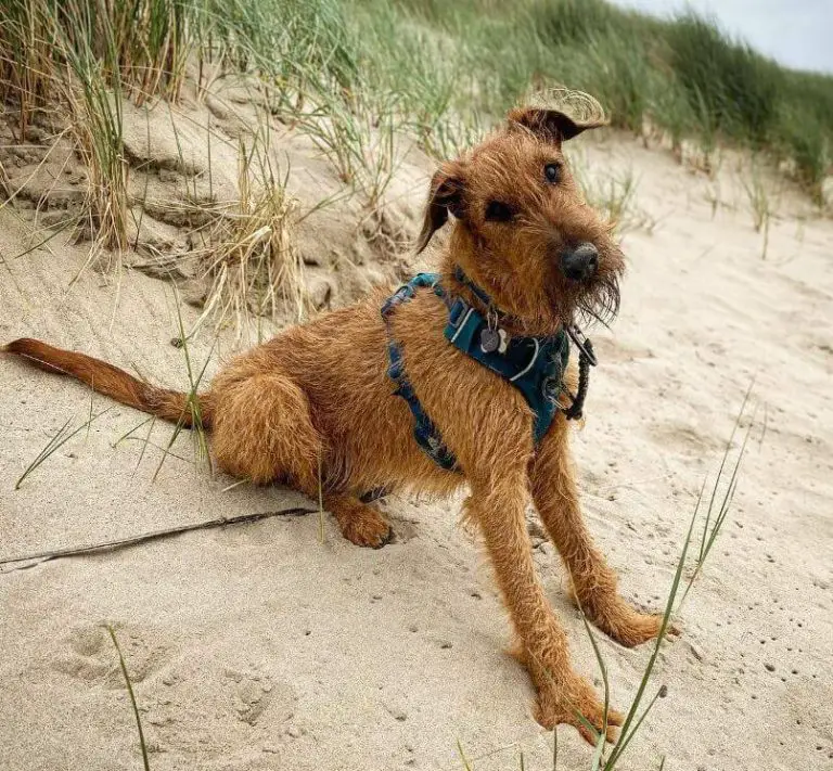 10 Fun Facts About Irish Terriers - ilovedogscute.com