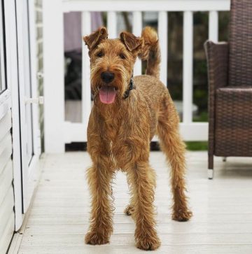 10 Fun Facts About Irish Terriers - ilovedogscute.com