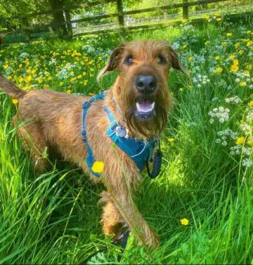 10 Fun Facts About Irish Terriers - ilovedogscute.com