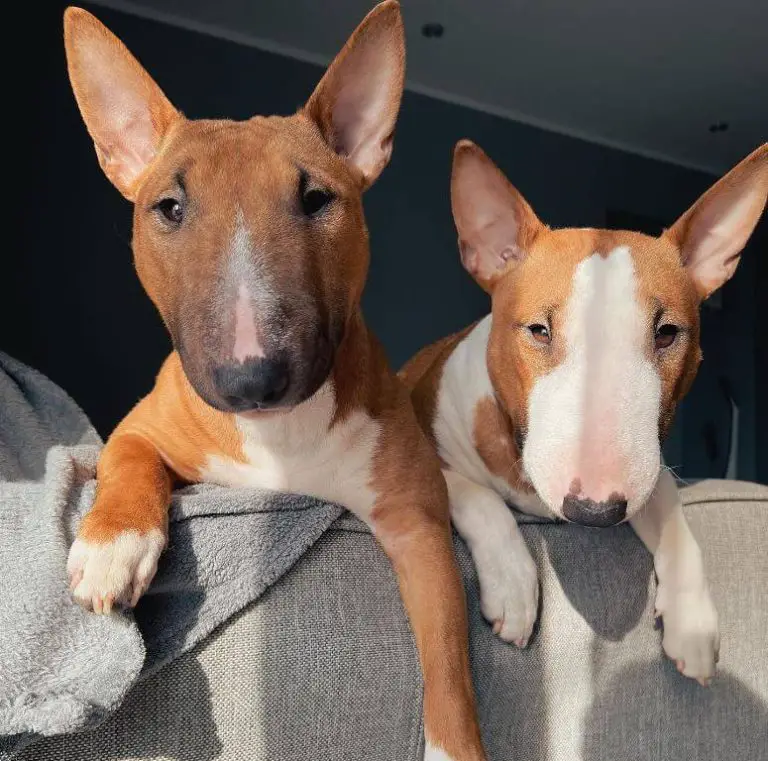 10 Fun Facts About Miniature Bull Terriers - ilovedogscute.com