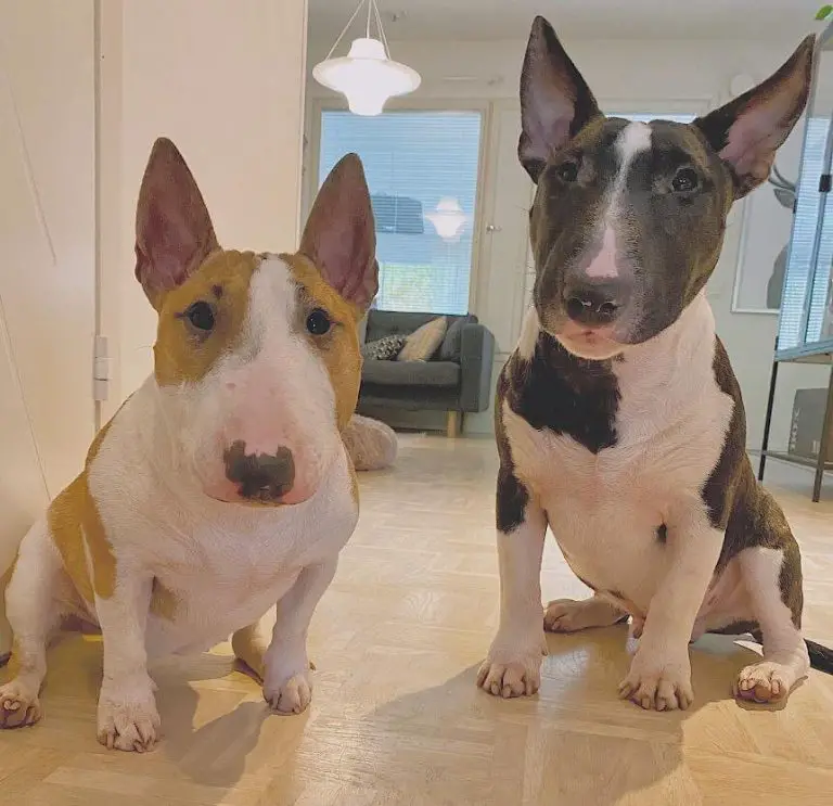 10 Fun Facts About Miniature Bull Terriers - ilovedogscute.com