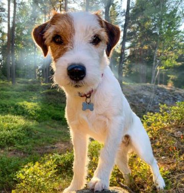 10 Fun Facts About Parson Russell Terriers - ilovedogscute.com