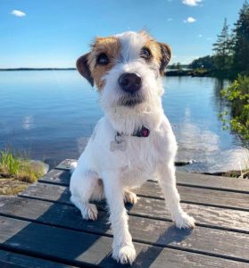 10 Fun Facts About Parson Russell Terriers - ilovedogscute.com