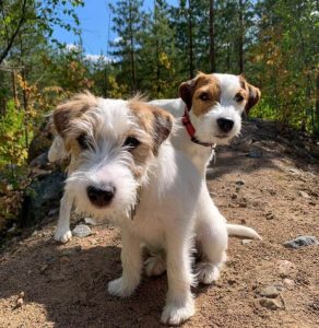 10 Fun Facts About Parson Russell Terriers - ilovedogscute.com