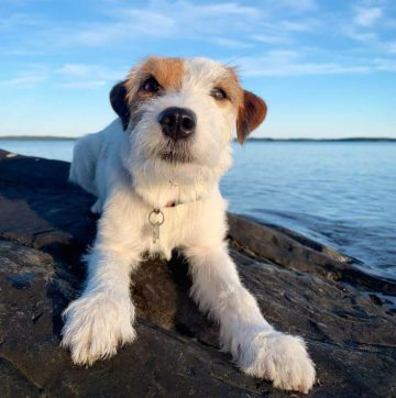 10 Fun Facts About Parson Russell Terriers - ilovedogscute.com