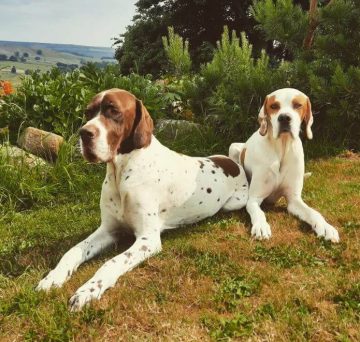 10 Fun Facts About Pointers - ilovedogscute.com