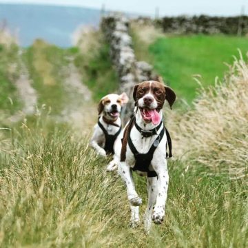 10 Fun Facts About Pointers - ilovedogscute.com