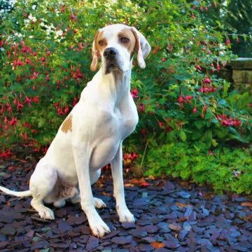 10 Fun Facts About Pointers - ilovedogscute.com