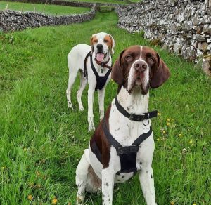 10 Fun Facts About Pointers - ilovedogscute.com