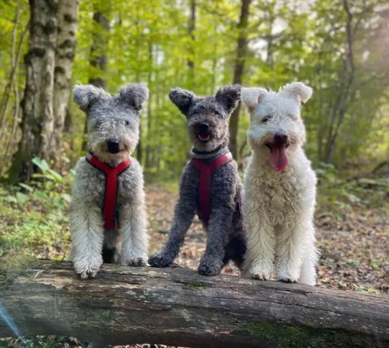 10 Fun Facts About Pumis - ilovedogscute.com