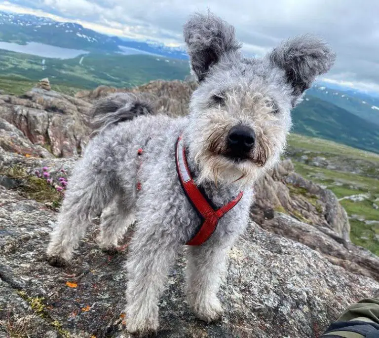 10 Fun Facts About Pumis - ilovedogscute.com