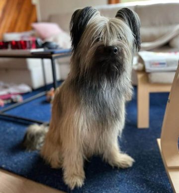 10 Fun Facts About Pyrenean Shepherds - ilovedogscute.com