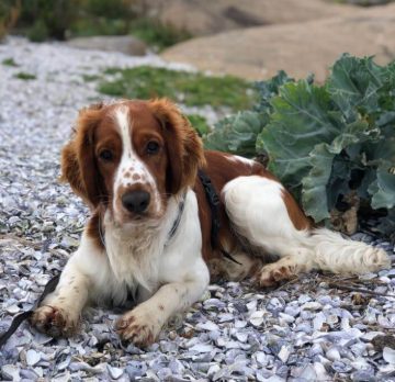 10 Fun Facts About Welsh Springer Spaniels - ilovedogscute.com