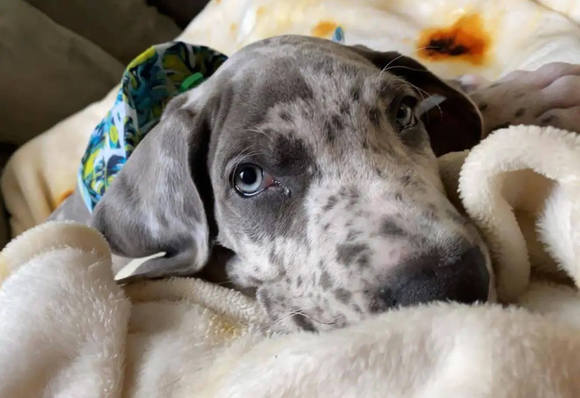 15 Adorable Pictures Of Great Danes With Puppy Eyes - ilovedogscute.com