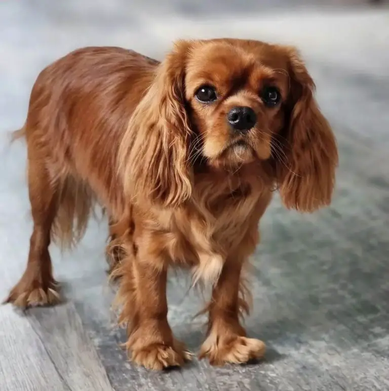 How to Groom a Cavalier King Charles Spaniel: Tips for Keeping Your ...