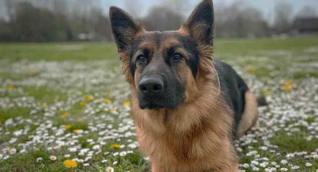 How to Groom a German Shepherd Dog: Tips for a Healthy and Beautiful ...