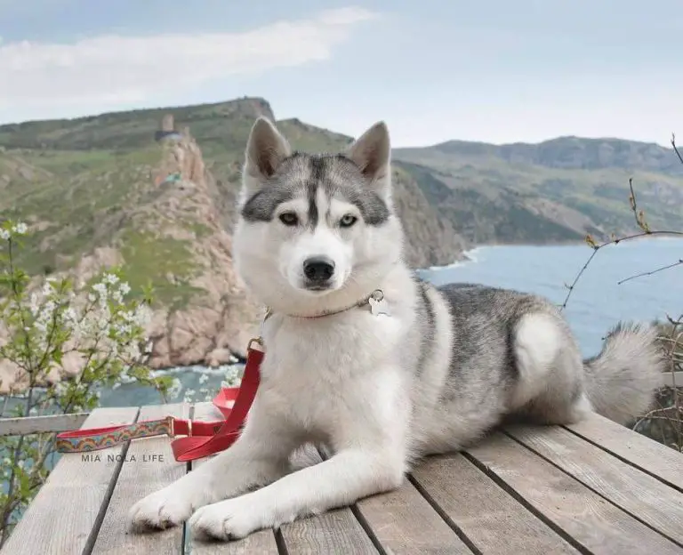 How to Teach Your Dog Emotional Self-Control: Training Techniques and ...