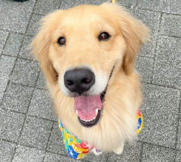 How to Teach Your Dog Emotional Self-Control: Training Techniques and ...