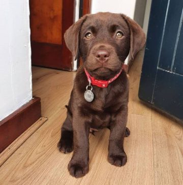 How to Train a Labrador Retriever Puppy: A Comprehensive Timeline and ...