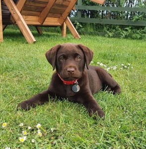 How to Train a Labrador Retriever Puppy: A Comprehensive Timeline and ...