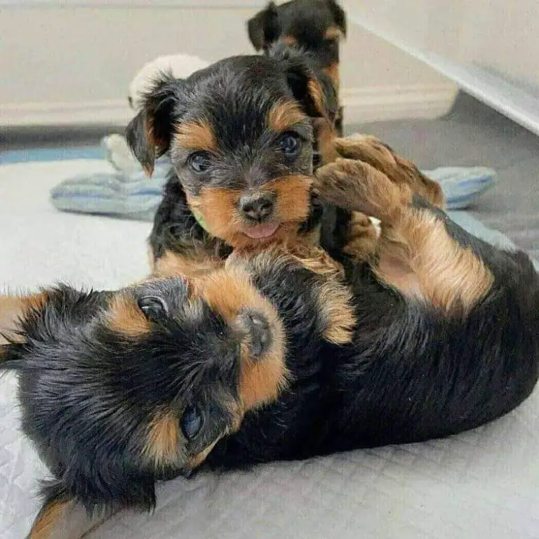 How to Train a Yorkshire Terrier Puppy: A Step-by-Step Timeline and ...