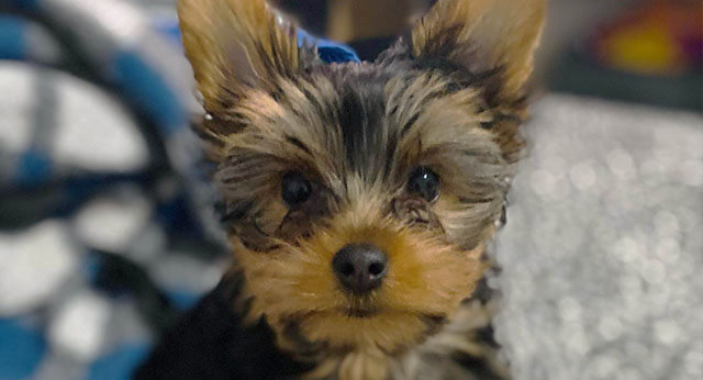 How to Train a Yorkshire Terrier Puppy: A Step-by-Step Timeline and ...