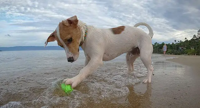 Is It Dangerous for Dogs to Drink Salt Water? Understanding the Risks ...