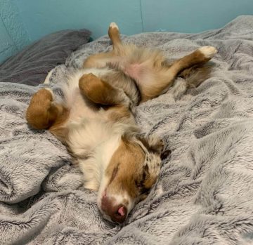 15 Funny Pictures Of Sleeping Australian Shepherds - ilovedogscute.com