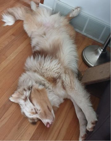 15 Funny Pictures Of Sleeping Australian Shepherds - ilovedogscute.com